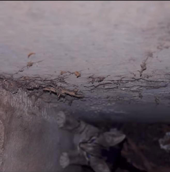 Watch: Kitten fished out of drainage system using leash as a lasso