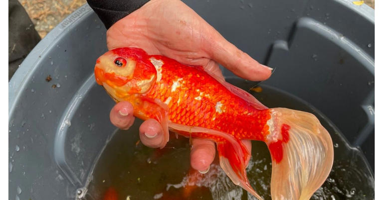 Goldfish release puts rare crucian carp project at risk