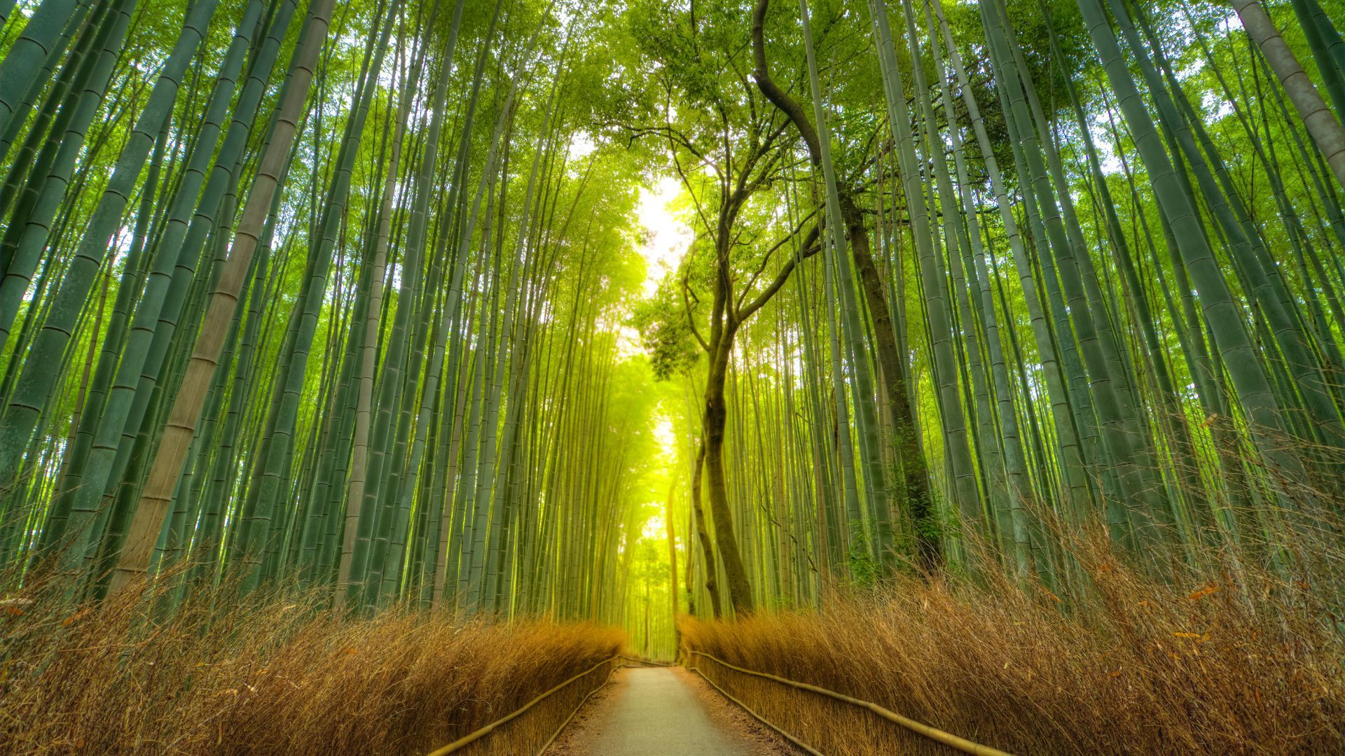 Enchanted forests, fairy tale caves and a sea of stars - the most ...