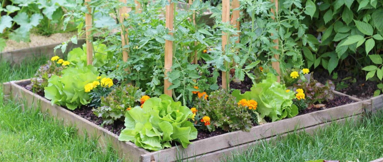An easy guide to growing fresh vegetables