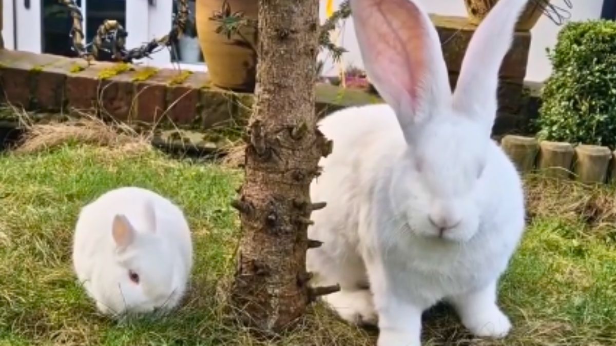 Meet the 22-pound giant rabbit who has his own room and a tiny ...