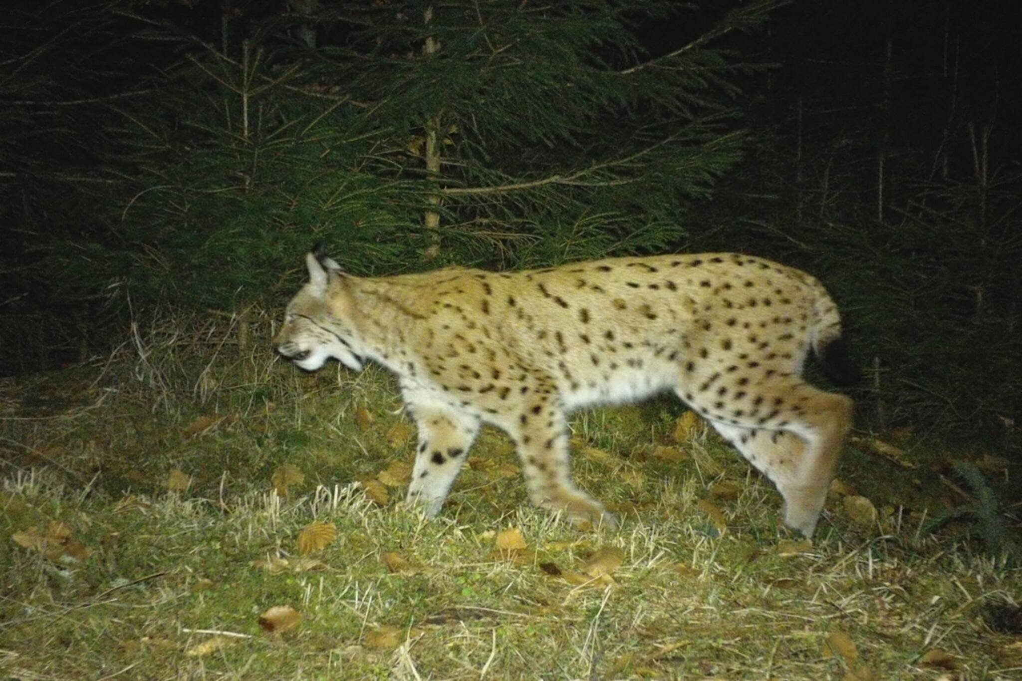 Von Tschechien nach Sachsen: Luchs „Bardi“ wandert über 160 Kilometer ...
