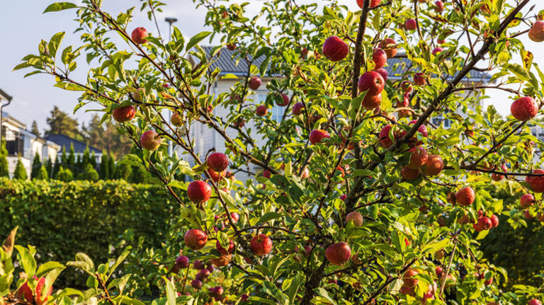 12 long-living fruit trees worth planting in your yard