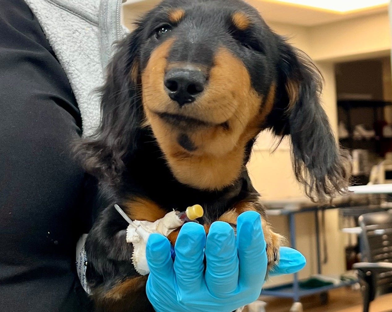 Florida puppy bitten by rattlesnake. What to do if it happens to your pet