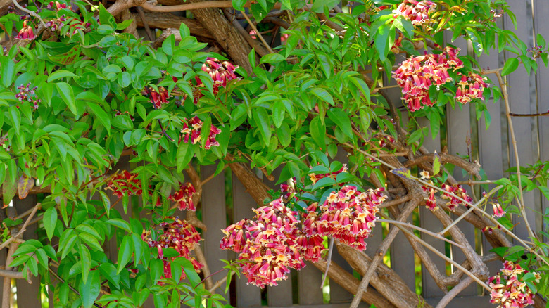 These climbing plants will turn your backyard into a butterfly haven