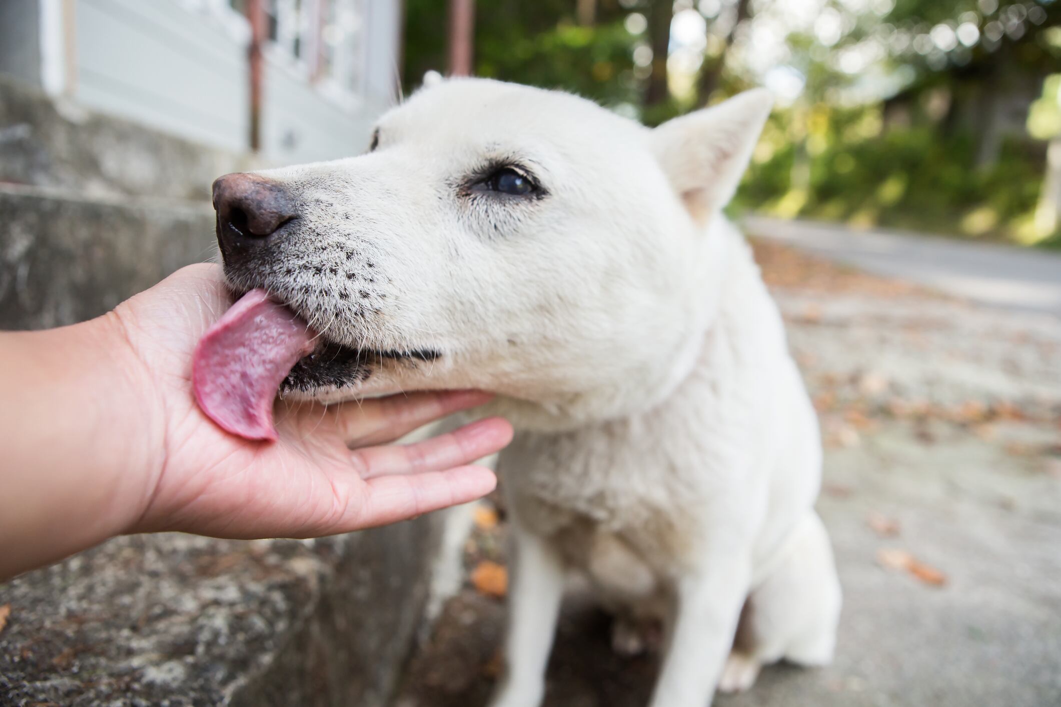 Lamer la cara o las manos: lo que los perros intentan comunicar con ...