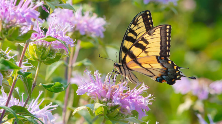 Two popular butterfly-attracting flowers you never need to fertilize to ...