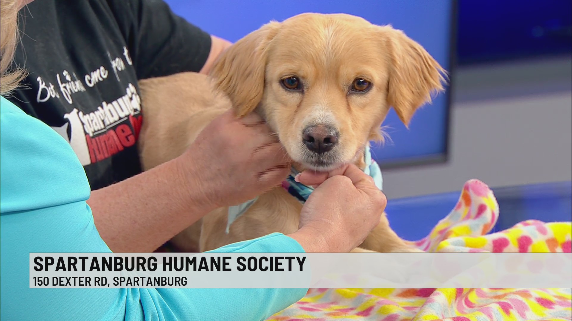 Pet of the week: Genevieve