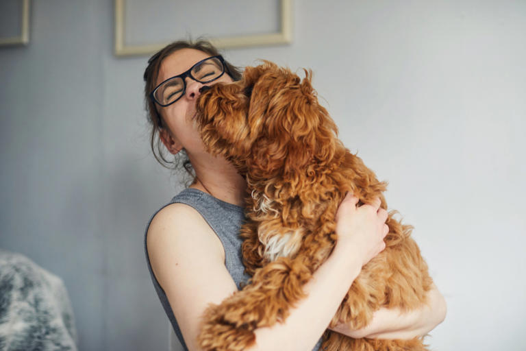 Lamer la cara o las manos: lo que los perros intentan comunicar con ...