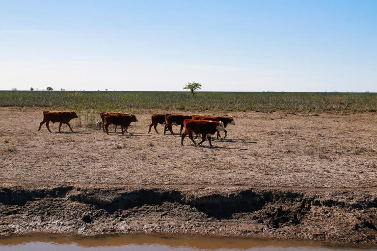 A Farmer Abandoned Five Cows on a Remote Island in 1871. 130 Years ...