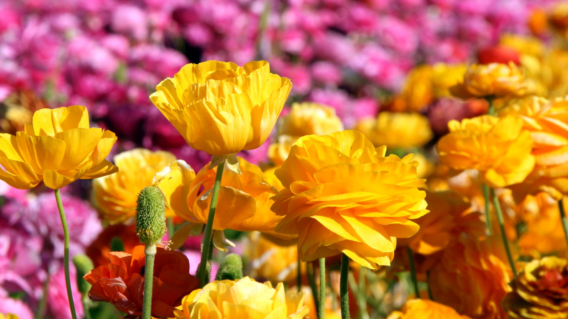 Carlbad's Flower Fields will stay open a few more days, with discounted ...