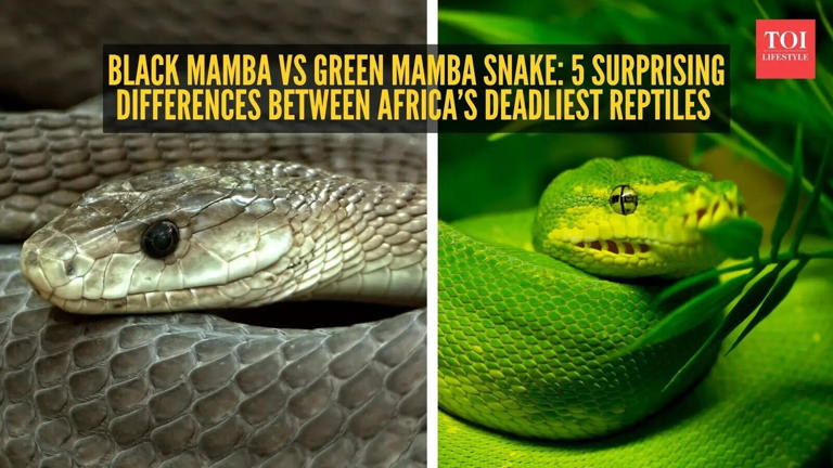 Black mamba vs green mamba snake: 5 surprising differences between ...