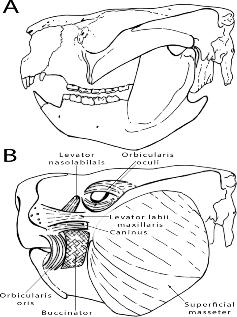 Hidden inside an Australian cave, scientists uncovered fossil fragments ...