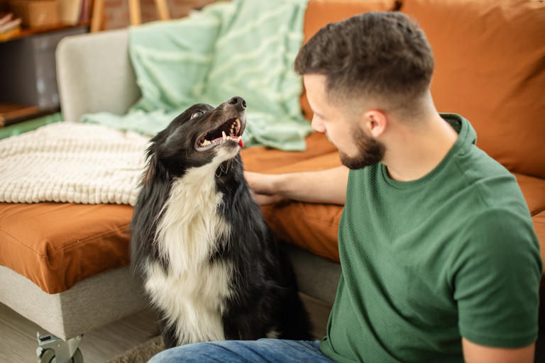 Lamer la cara o las manos: lo que los perros intentan comunicar con ...