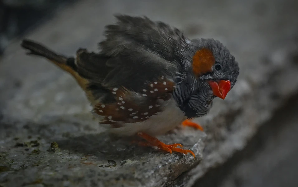 Study finds humans and zebra finches share speech learning method