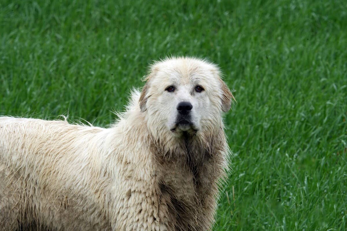 Great Pyrenees Transforms from Muddy Without Taking a Bath
