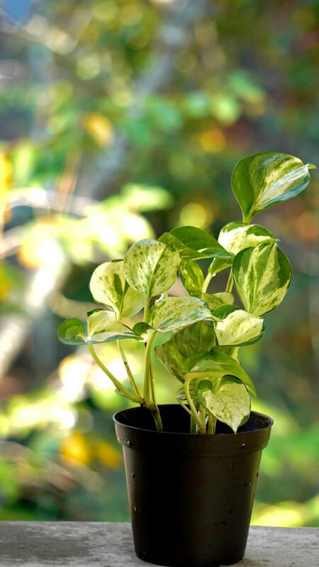 Las plantas que ayudan a mantener la terraza más fresca y bonita ...