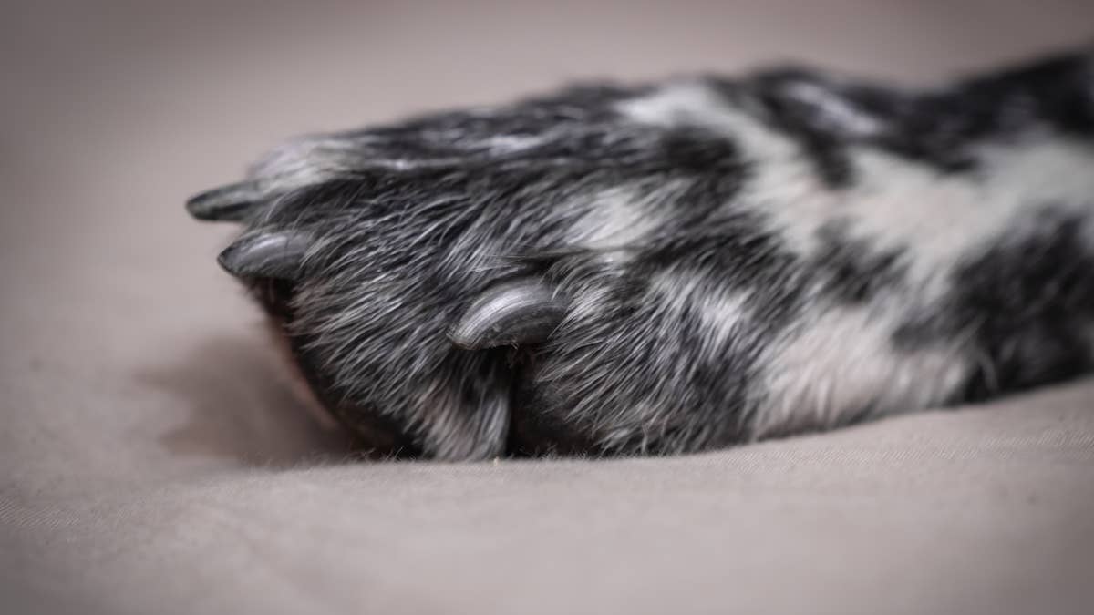 English setter is a total 'freckle puppy' and we can't get enough
