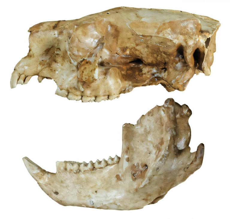 Hidden inside an Australian cave, scientists uncovered fossil fragments ...