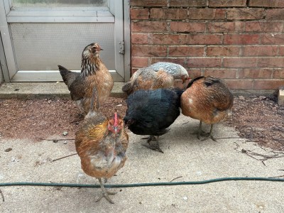 Hands-on chicken program teaches Horlick students sustainability