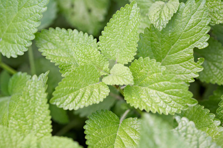8 easy herbs to grow for flavorful homemade tea