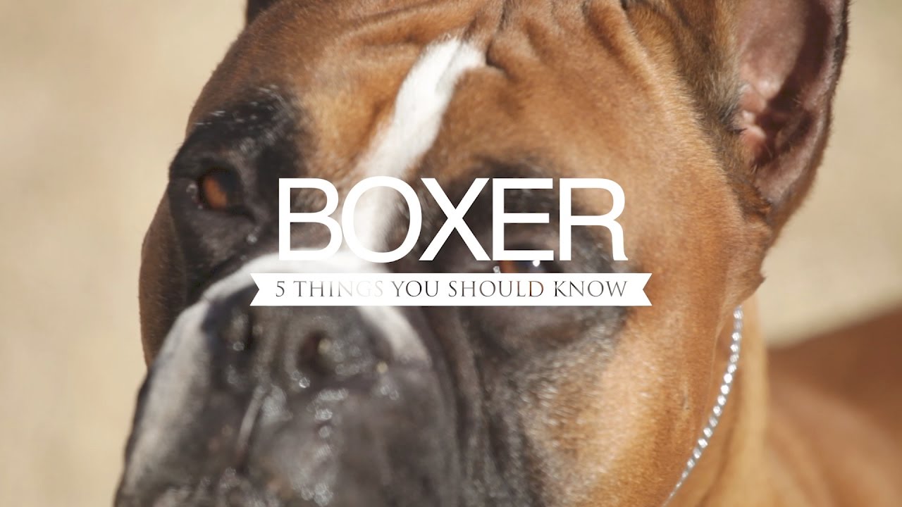 Boxer: Five things you should know