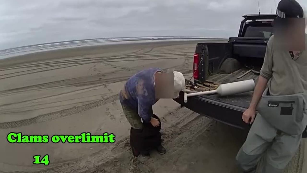 'You can strip search me!' Couple caught hiding dozens of razor clams ...