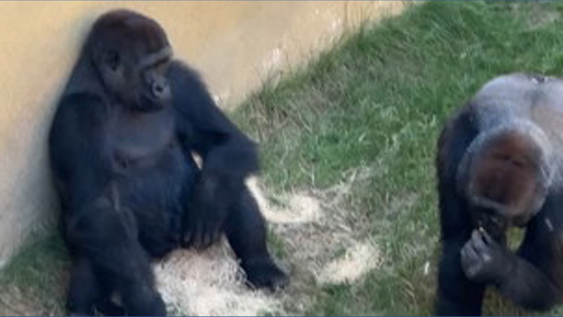 Gorillas settle in to home at Congo Falls at San Antonio Zoo
