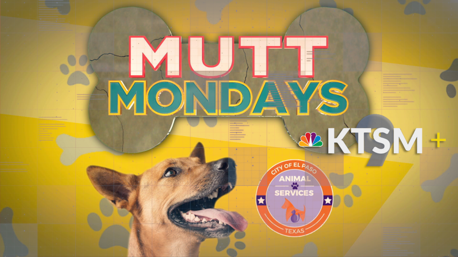 Mutt Monday: El Paso Animal Services expands access to spay, neuter care