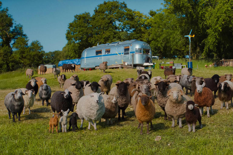 Why are humans flocking to “The Sheep Detectives”? Here's what critics ...