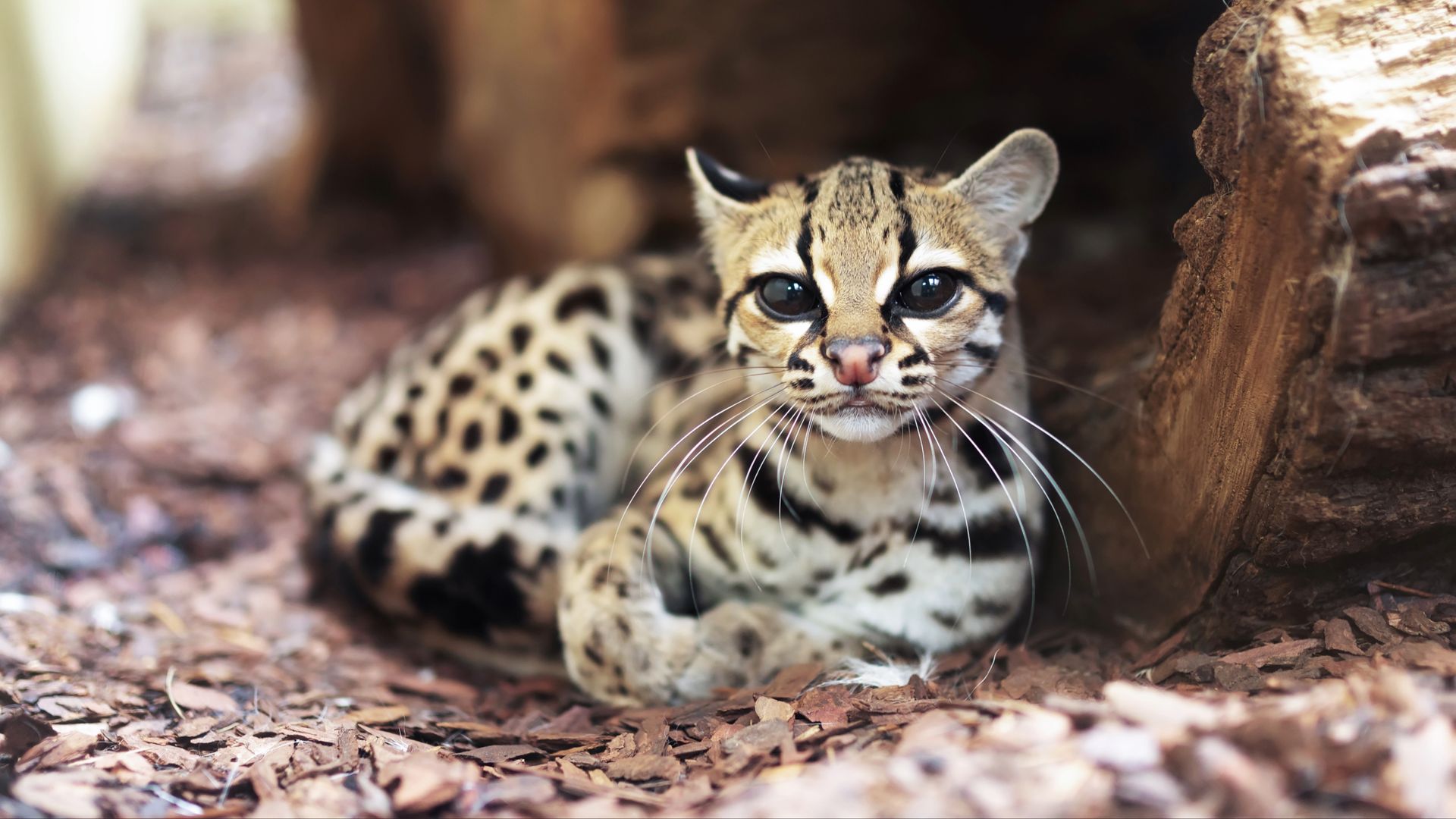 Weird and unusual animals you've never heard of but will be totally ...