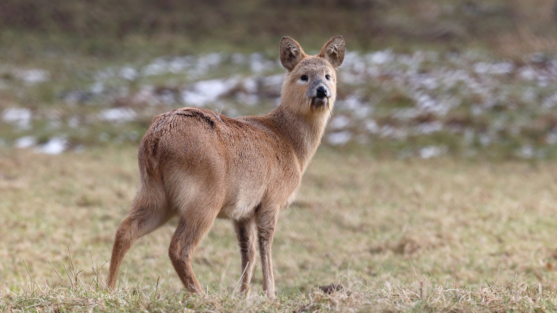 Weird and unusual animals you've never heard of but will be totally ...