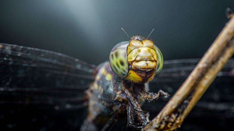 The Prehistoric Insect That's Pure Nightmare Fuel