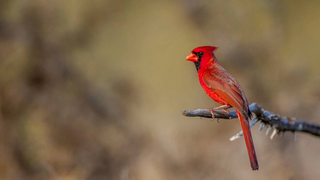 How to make your backyard a cardinal paradise