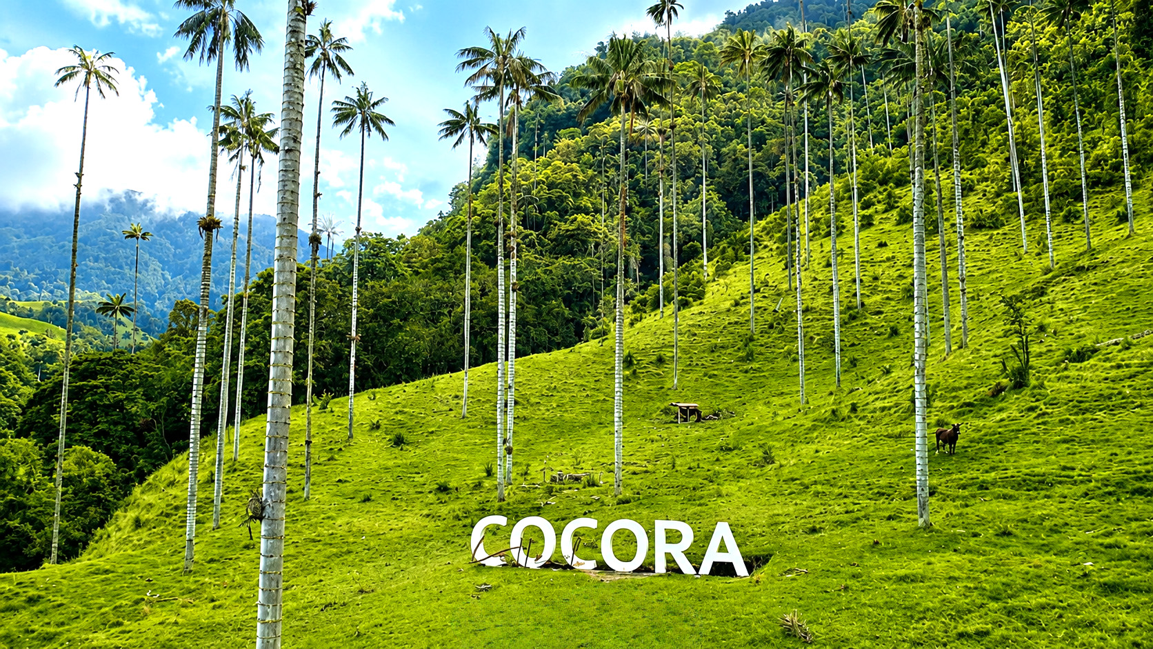Cocora Valley’s giant palm trees rising above the hills