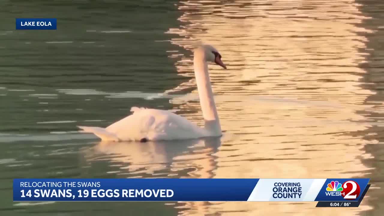 Swans and swan eggs removed from Lake Eola over the weekend, city says