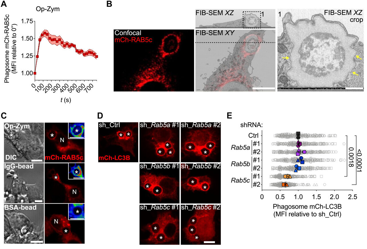 Scientists discover hidden switch in immune cells that helps the body ...