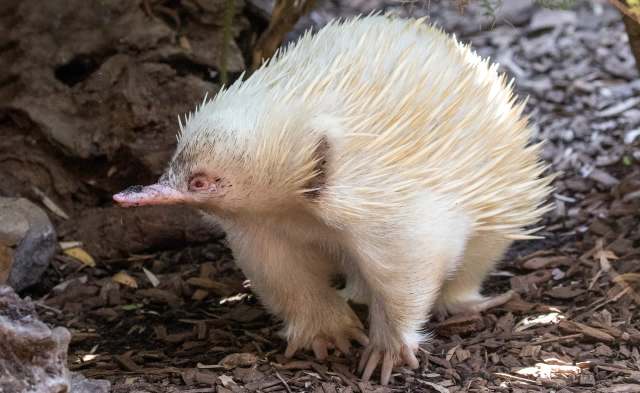 Blond echidna and elusive dunnarts turn up in first-ever camera survey ...