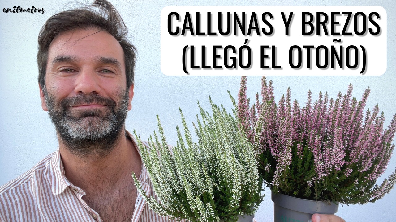 CÓMO PLANTAR BREZOS Y CALLUNAS: cómo plantar cuidar una calluna ...