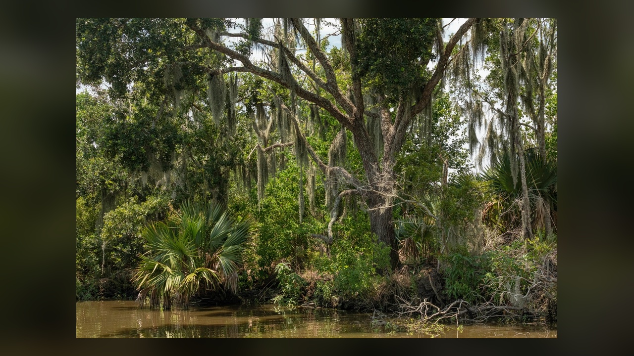 Alligators, battlefields and Cajun soul: Louisiana’s best national park ...