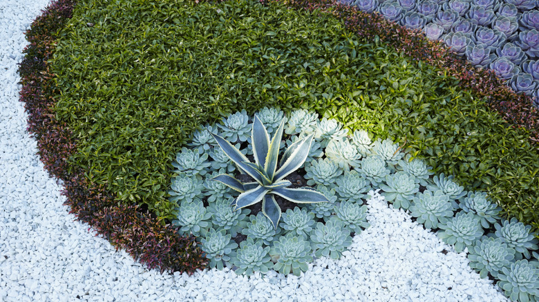 13 drought & weed-resistant succulent ground covers that give your yard ...