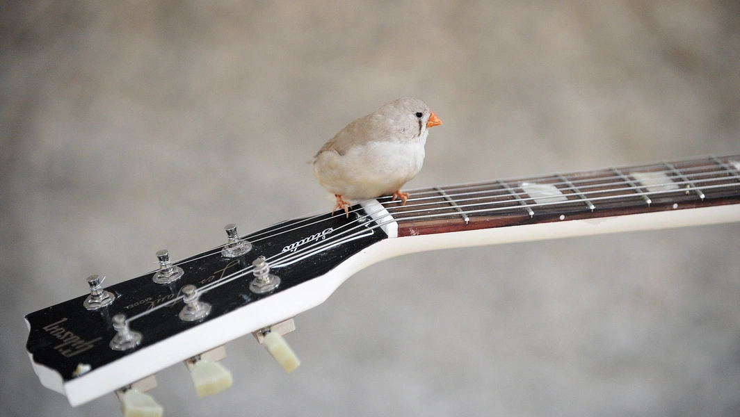 Study finds humans and zebra finches share speech learning method