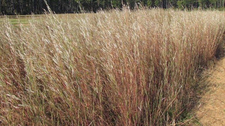 The perennial grass with gorgeous feathery foliage that tolerates ...