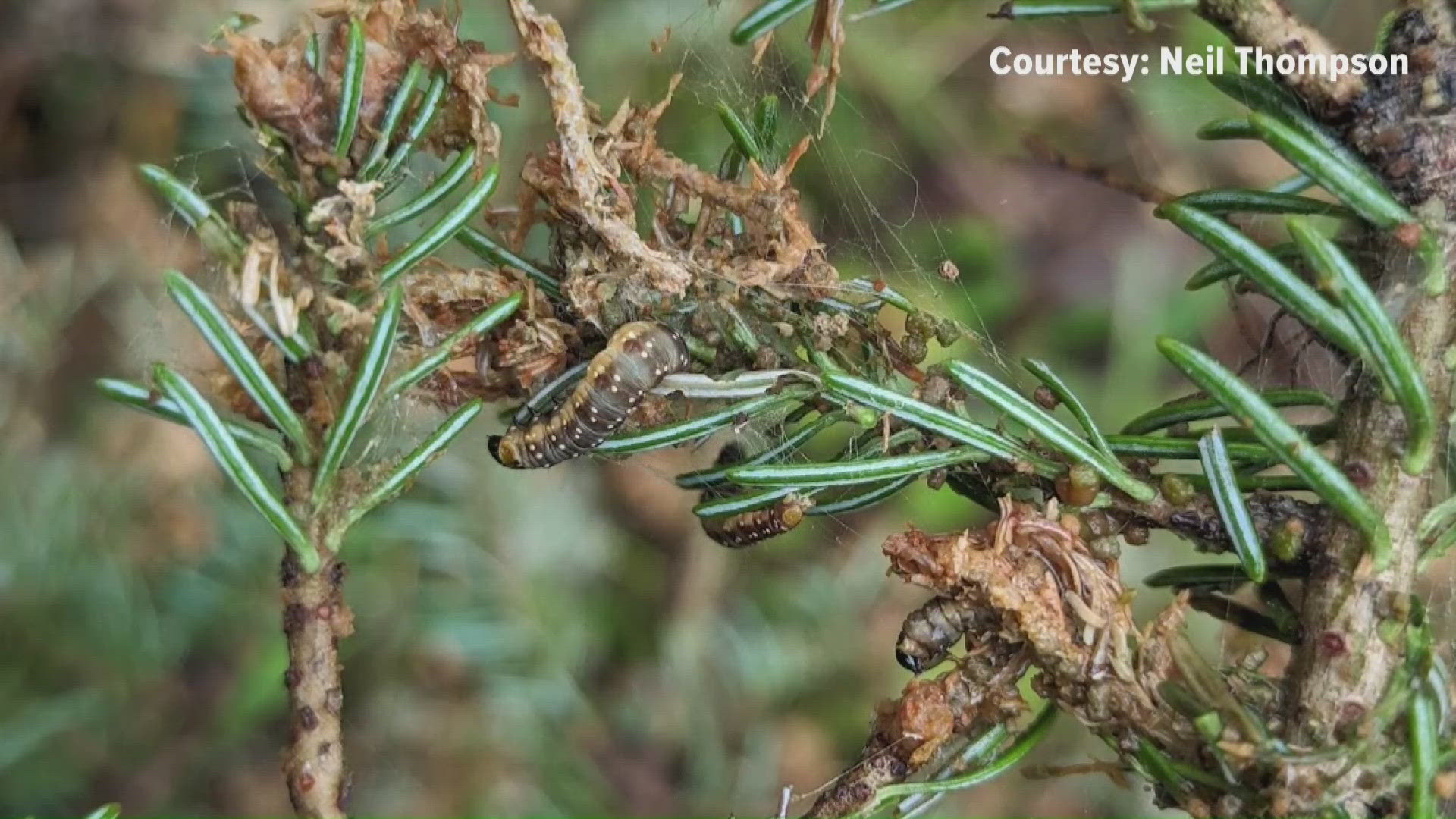 Native insect that kills trees makes reappearance in Maine