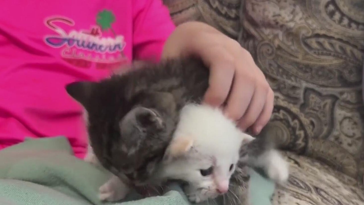 Two kittens are the tiniest survivors of a tornado in Mississippi