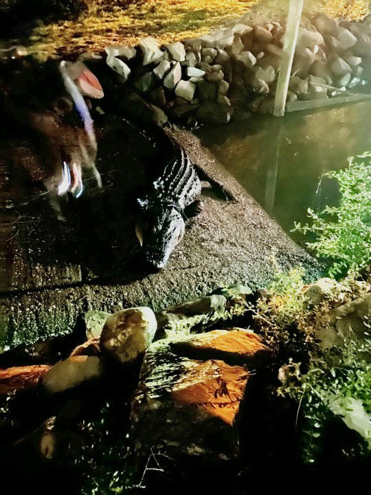 12-foot alligator fed by humans ends up killing woman’s dog