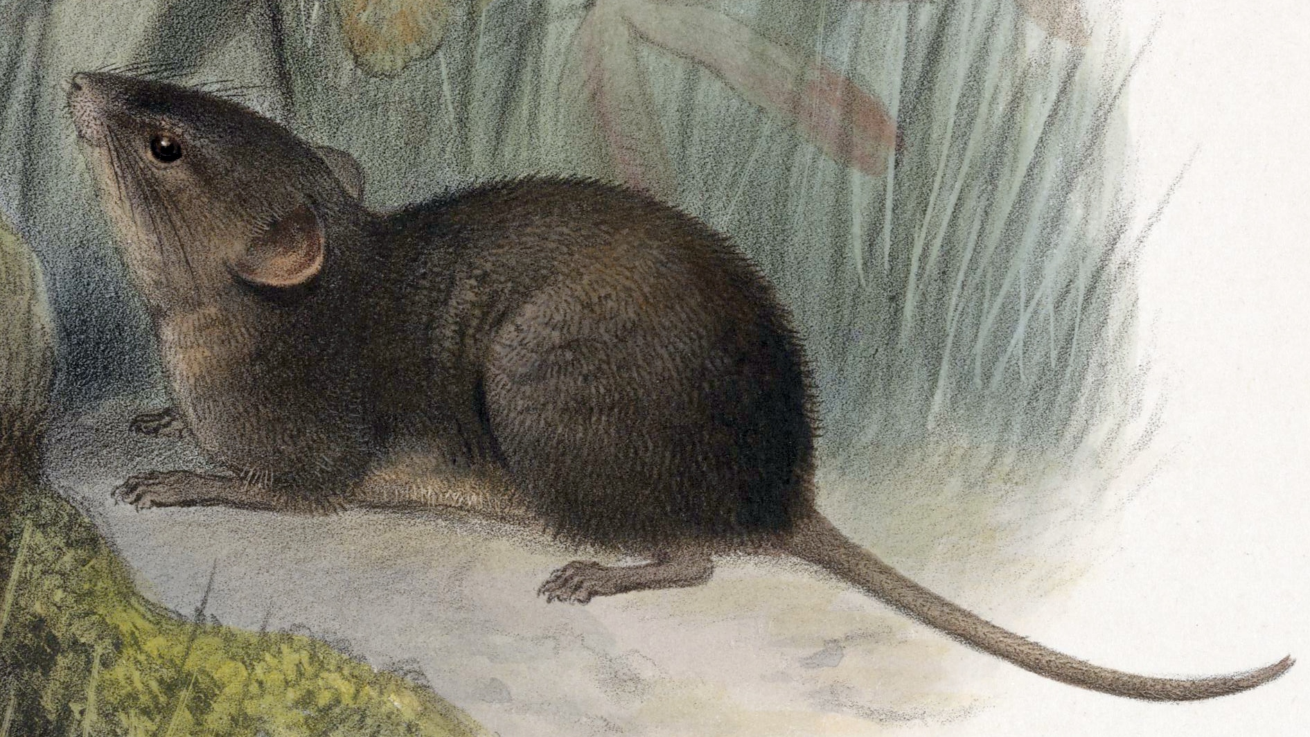 These singing mice squeak back and forth—and don't interrupt ...