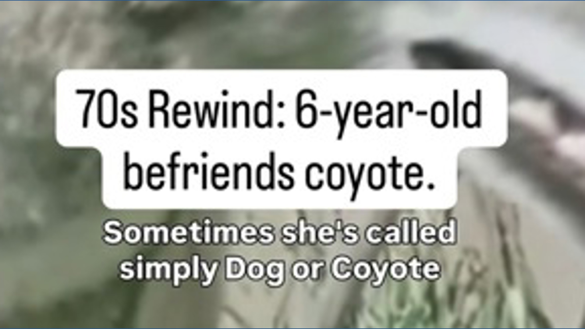 70s rewind: 6-year-old befriends coyote
