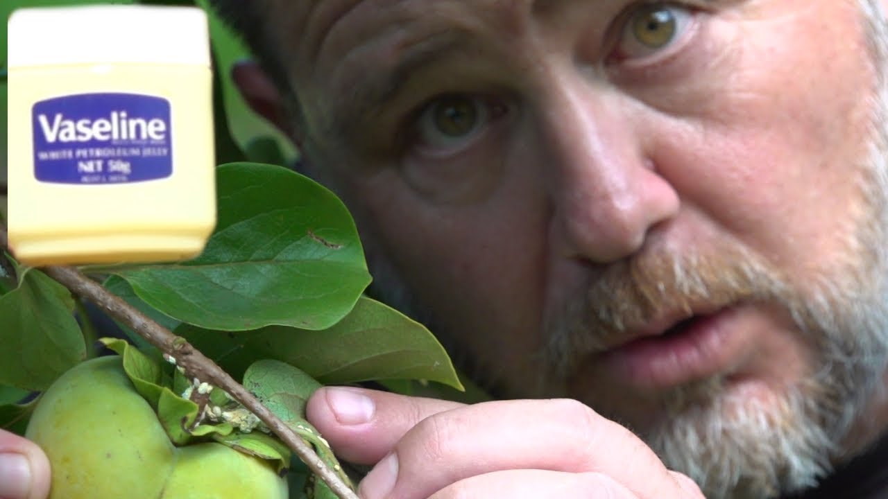 Organic garden hack: Stop ants & aphids on fruit trees with this simple ...