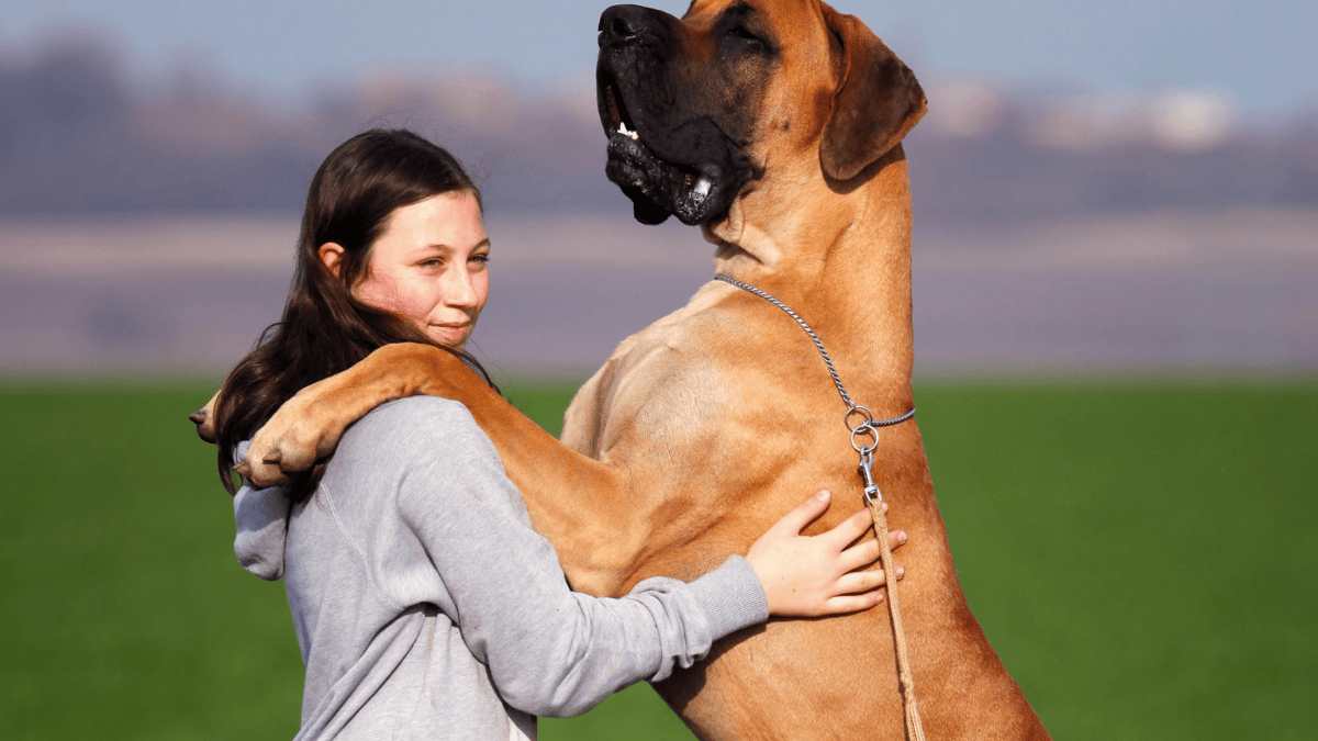 10 silent guardians: The dog breeds that rarely bark but always have ...